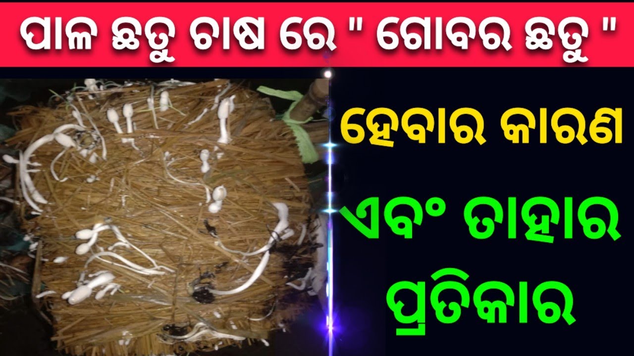 Kuta chhatu chasa re gobar chhatu / ଗୋବର ଛତୁ ହୁଏ କାହିଁକି? /ପ୍ରତିକାର କଣ ...