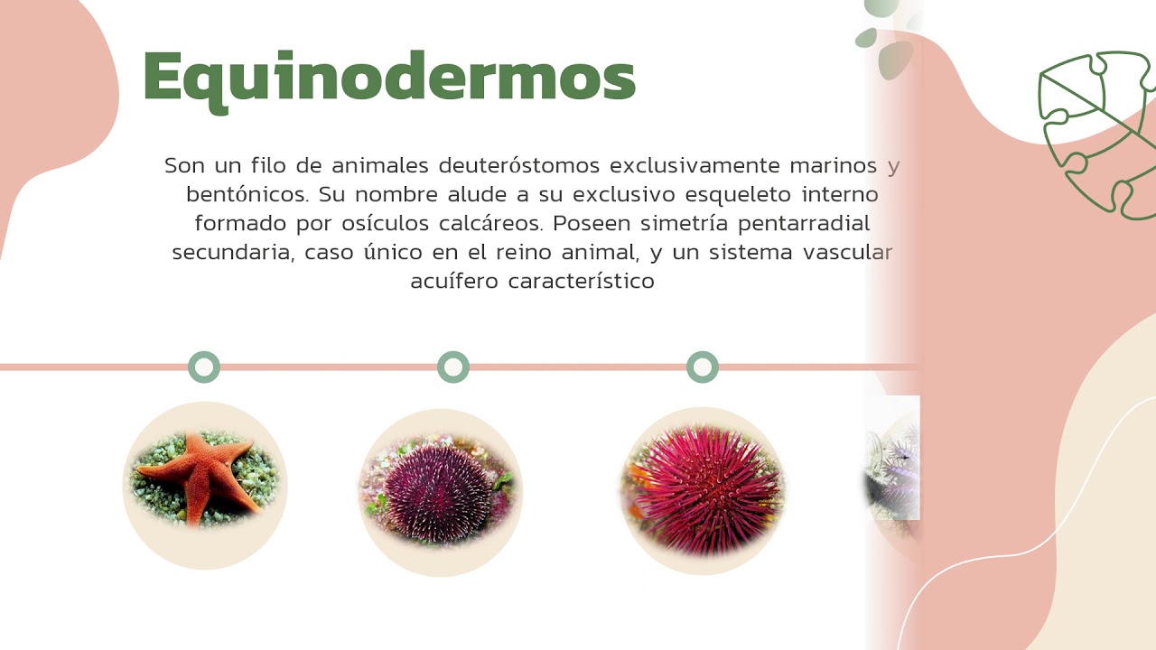 Exposición-Celomados - YouTube