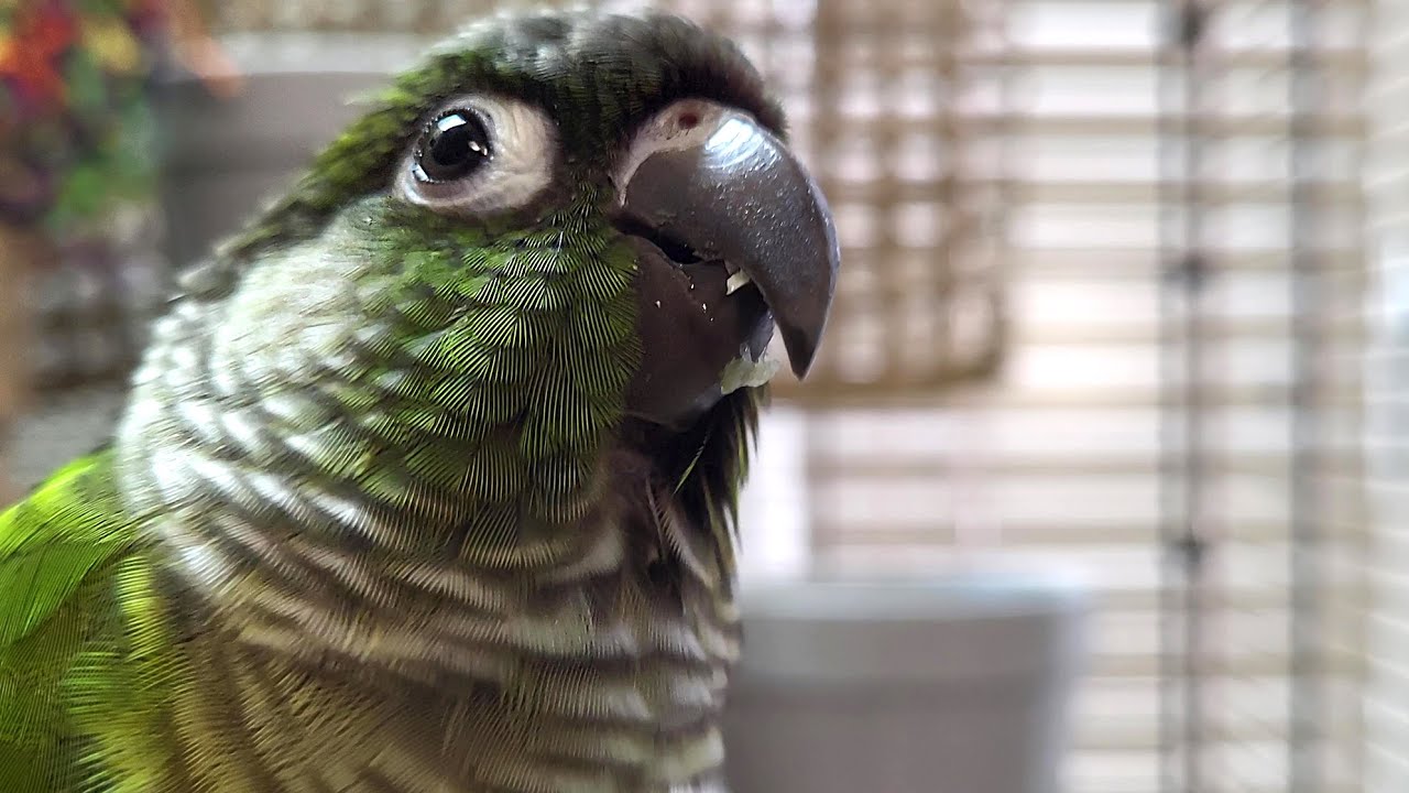 7 hours of conure parakeet singing and calling sounds - YouTube