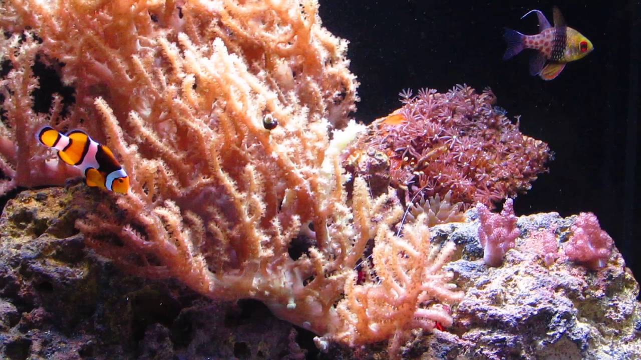 Red Sea Max 130D Reef Tank - YouTube