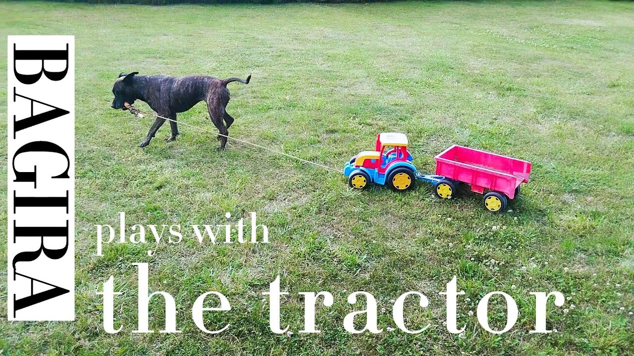 American staffordshire terrier plays with a tractor - YouTube