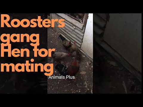 Roosters Mating Competition.. Chicken Mating Hen. (Watch full Video)