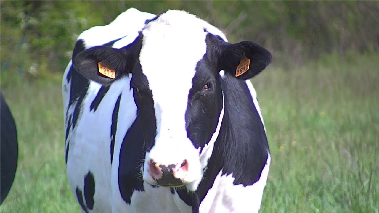 Cow - Free Royalty Stock Footage - YouTube