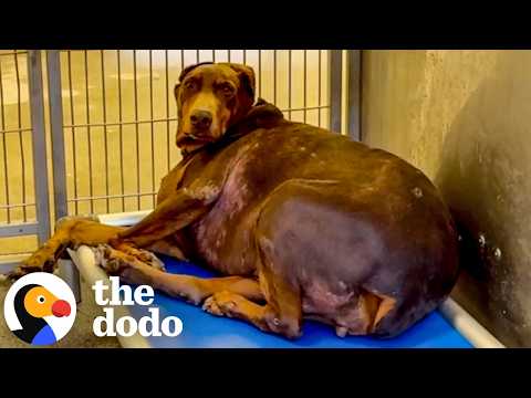 44-Kilo-Dobermann bekommt eine zweite Chance im Leben | The Dodo