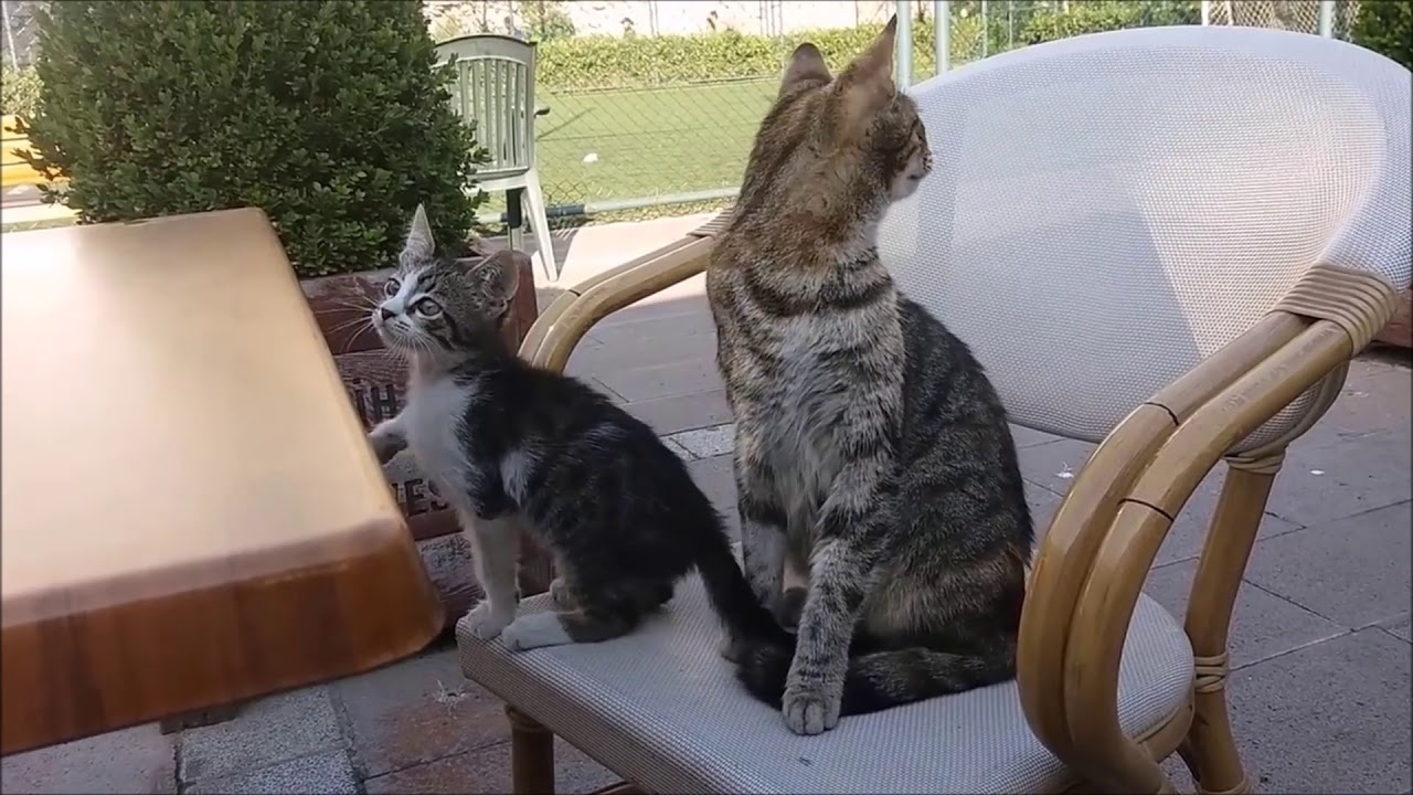 Mom cat says: Where is my kitty ? ( Kitten falling down ) - YouTube