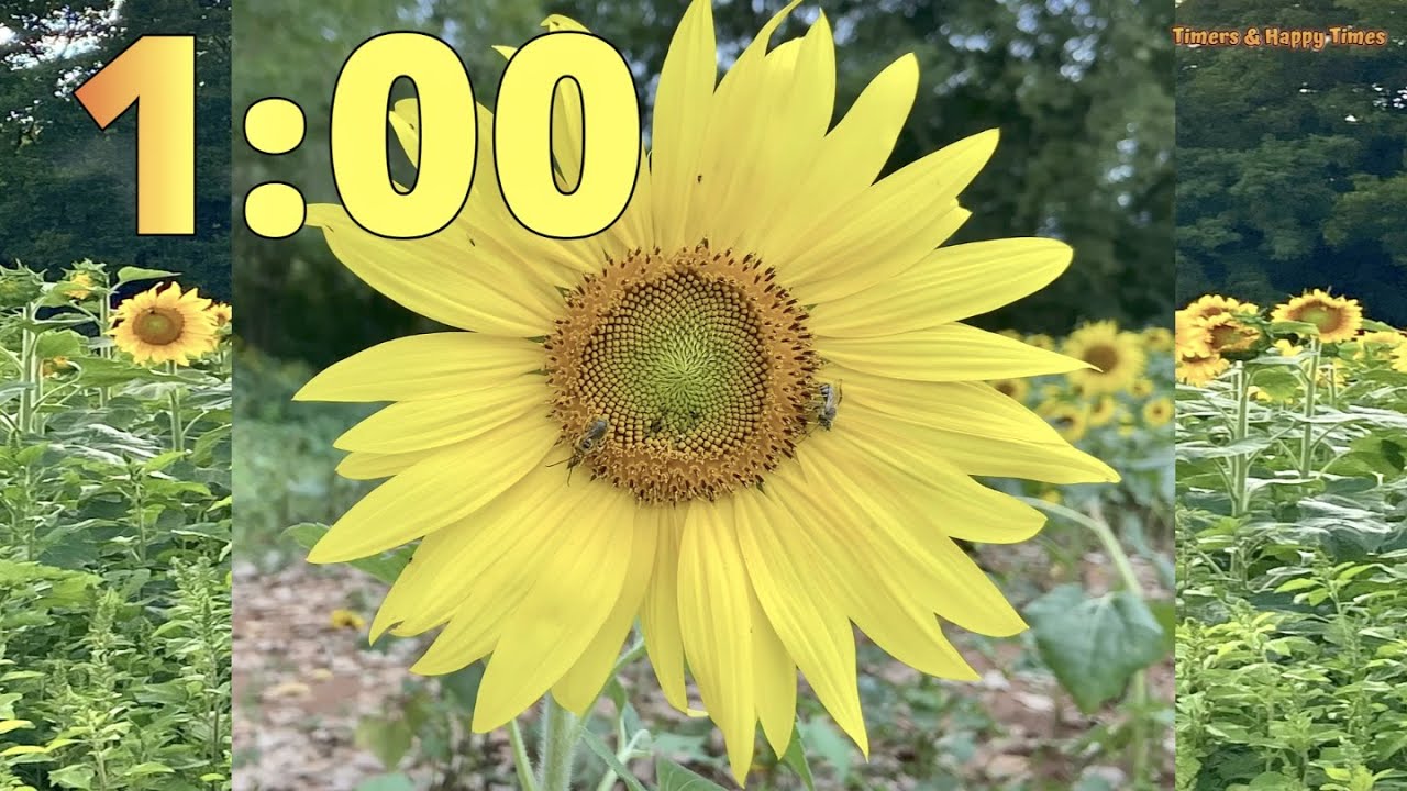 1 Minute Sunflower Field 🌻🌻 Timer Countdown ⏳ - YouTube