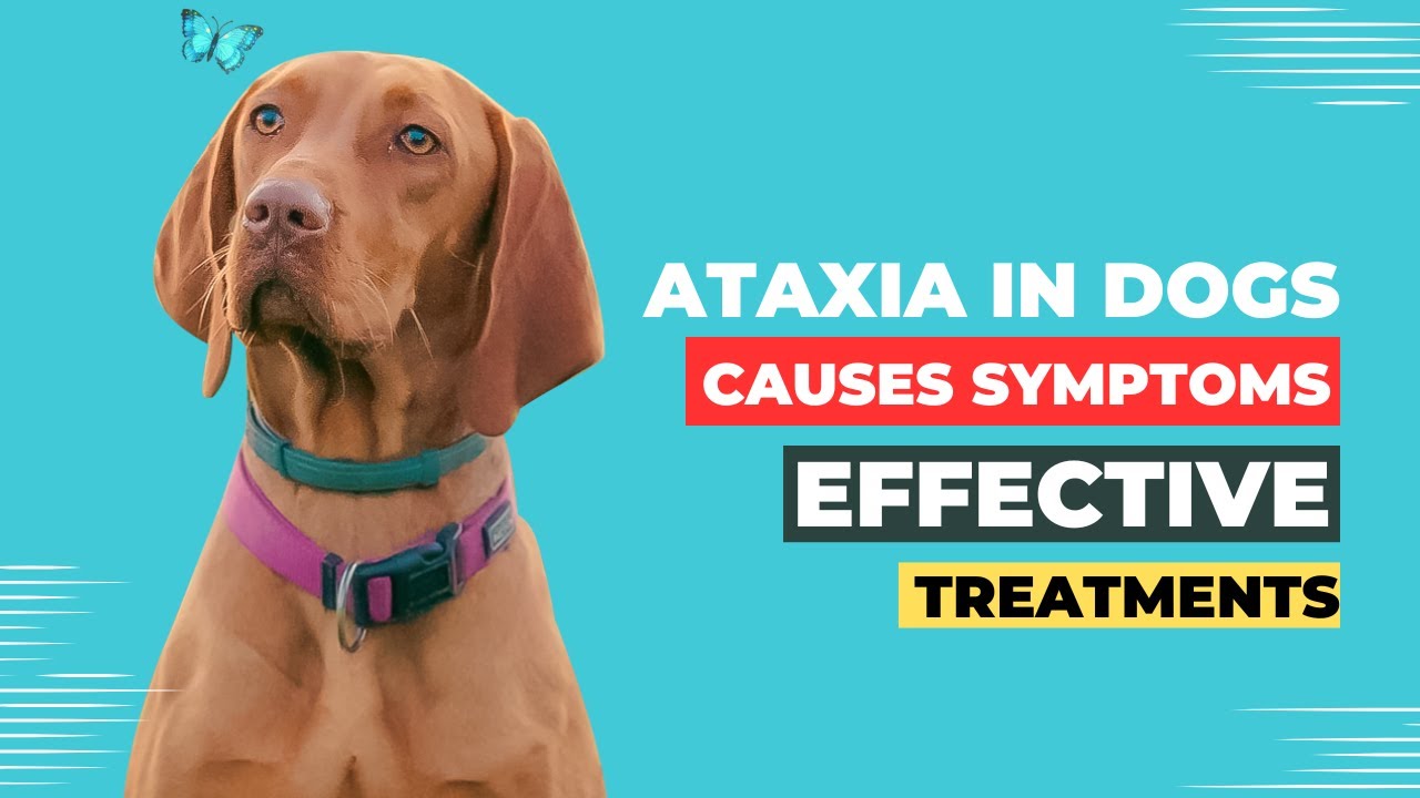 Ataxia in Dogs: Causes, Symptoms, and Effective Treatments - YouTube