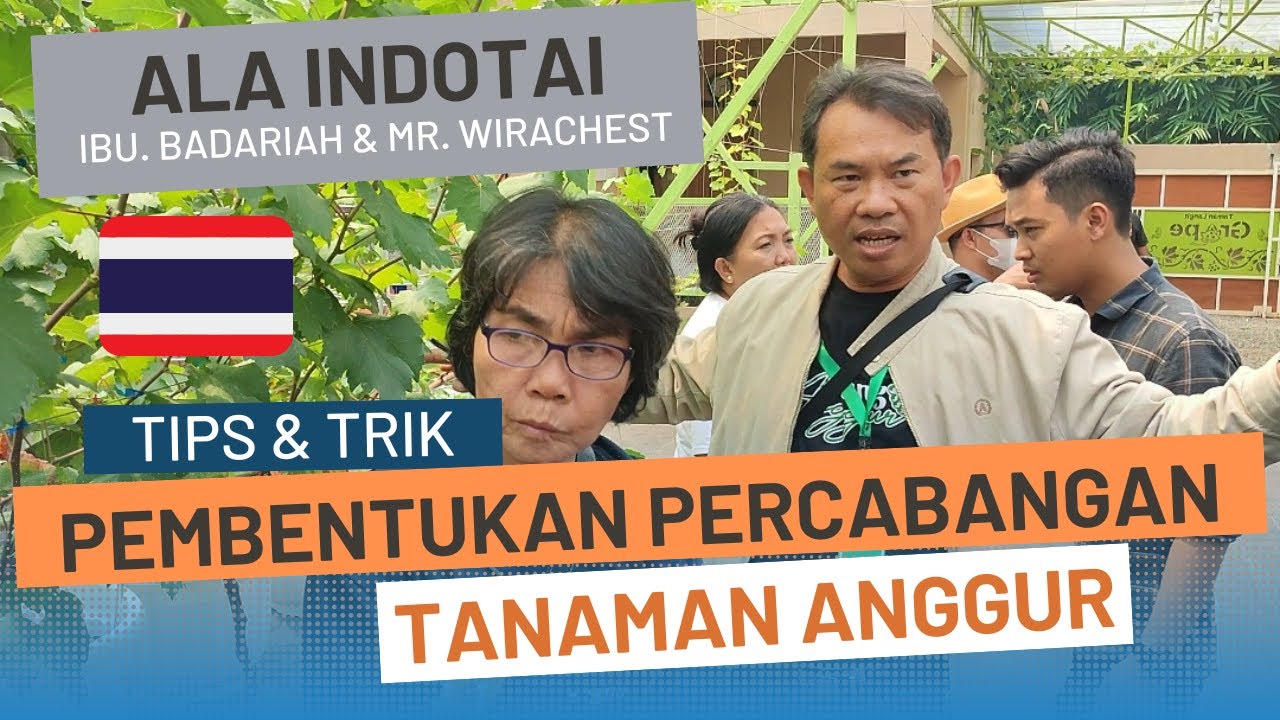 TIPS & TRIK PEMBENTUKAN PERCABANGAN TANAMAN ANGGUR (IBU BADARIAH & MR ...