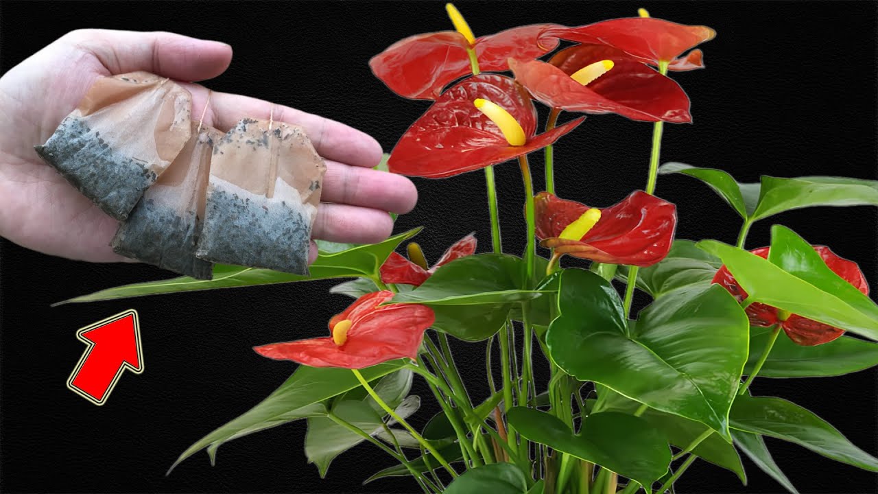 Place 1 Bag At The Base! Anthurium Grows Faster And Blooms More Than ...