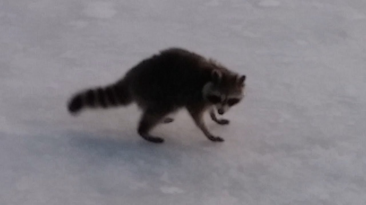 Raccoon Slipping on Ice - HD Video - YouTube