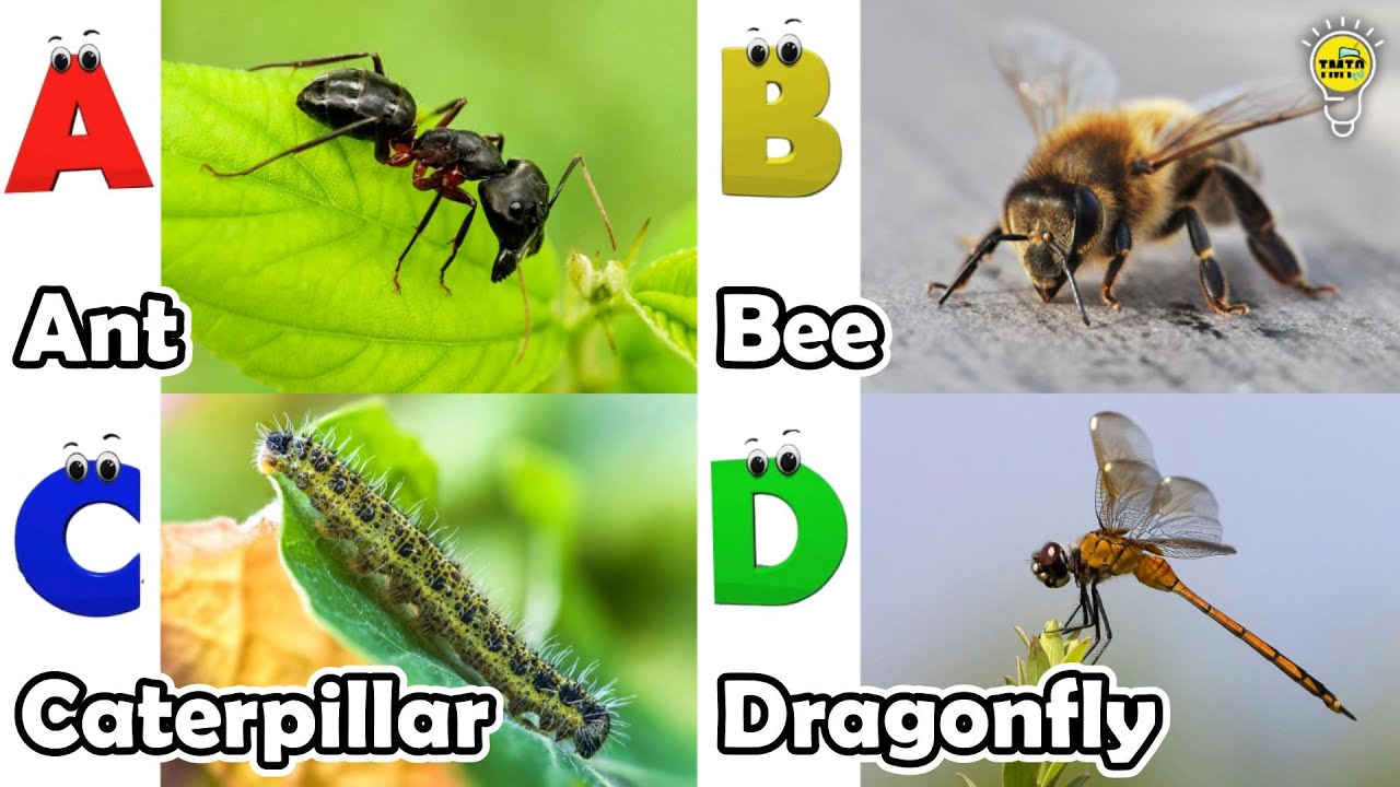 Abc Insect Song | A to Z Insects Song | Insects Alphabet song | Phonics ...