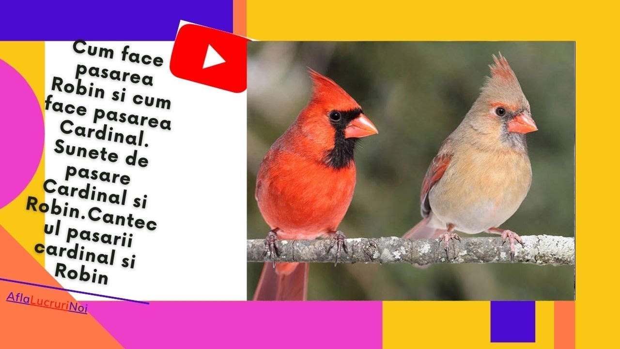 Cum face pasarea Robin?Cum face pasarea Cardinal?Sunete de pasare ...