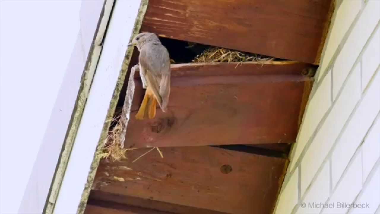 Nest of a Common Redstart (Phoenicurus phoenicurus ♀) - YouTube