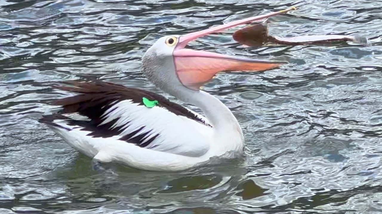 Pelicans feeding at the wharf - YouTube