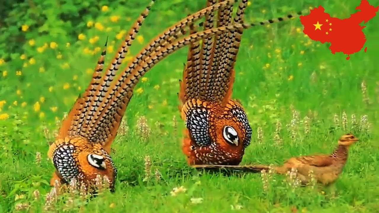 Birds of China – The Most Beautiful Species You’ve Never Seen Before ...