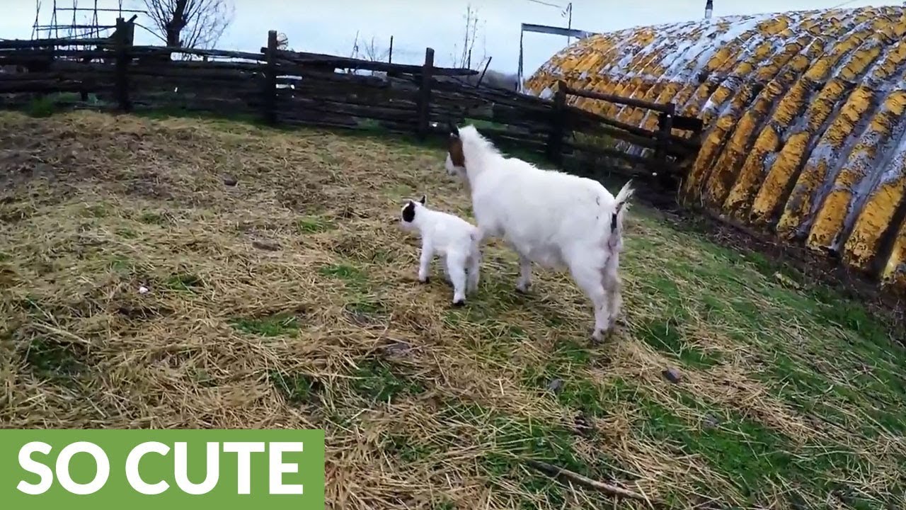 1-week-old baby goat bounces along with his mother - YouTube