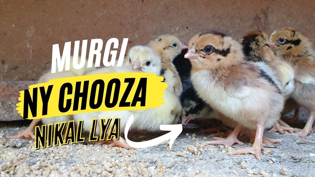 Aseel Murgi Ny Choozy Nikal Lye || Aseel Hen chicks || Pets Vlog - YouTube