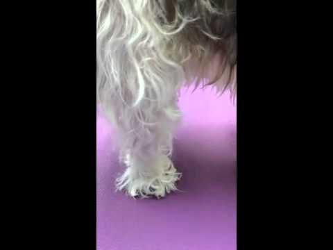 slipped hocks - YouTube