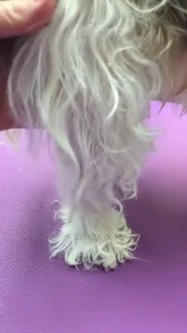 slipped hocks - YouTube