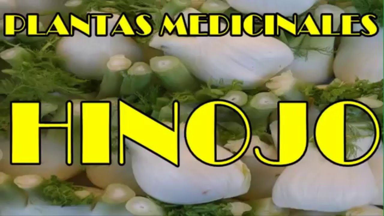 Hinojo, Hinojo Propiedades, Hinojo Planta Medicinal - YouTube