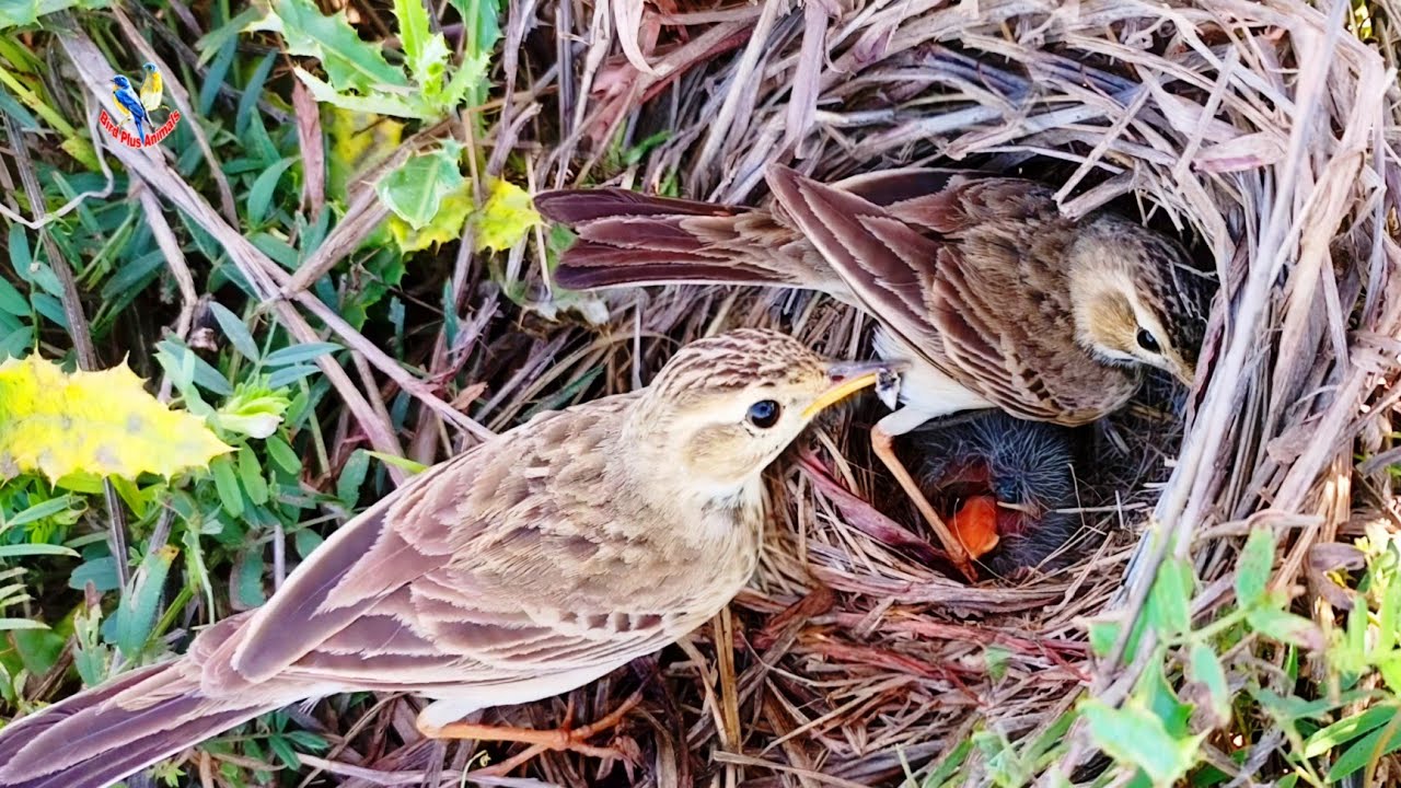 Up-Close with Nature: Birds Feeding Their Chicks in the Nest ...