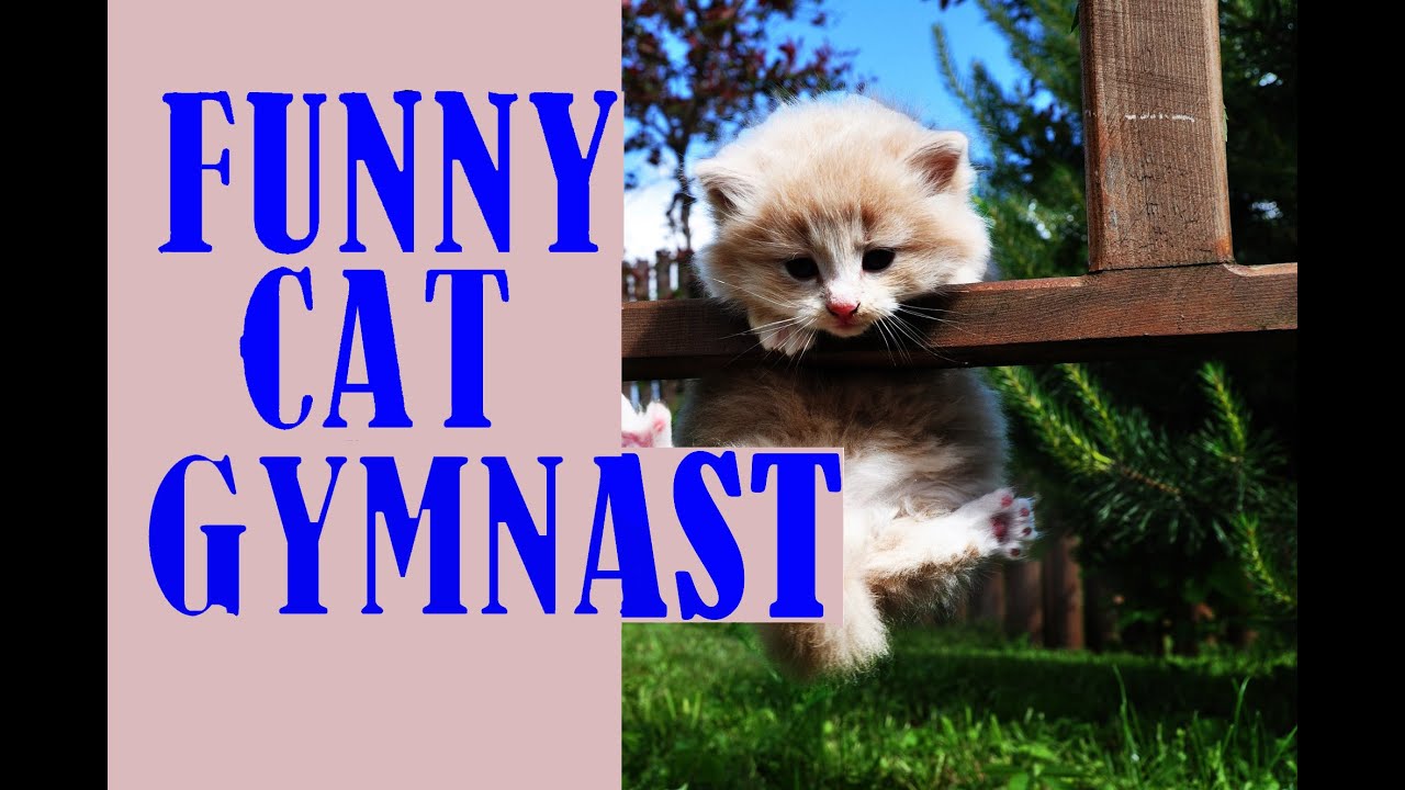 Funny cat video - Cat athlete gymnast - YouTube
