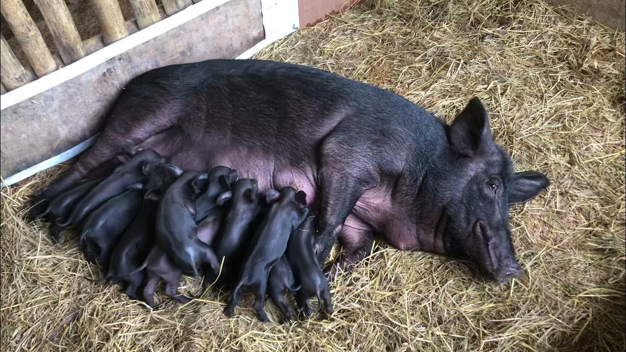 MOMMY PIG FEEDING BABY PIGS 🐷 - YouTube