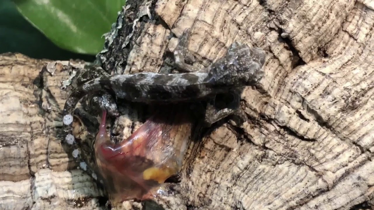 nacimiento camaleón de jackson given birth chameleon parto de camaleon ...