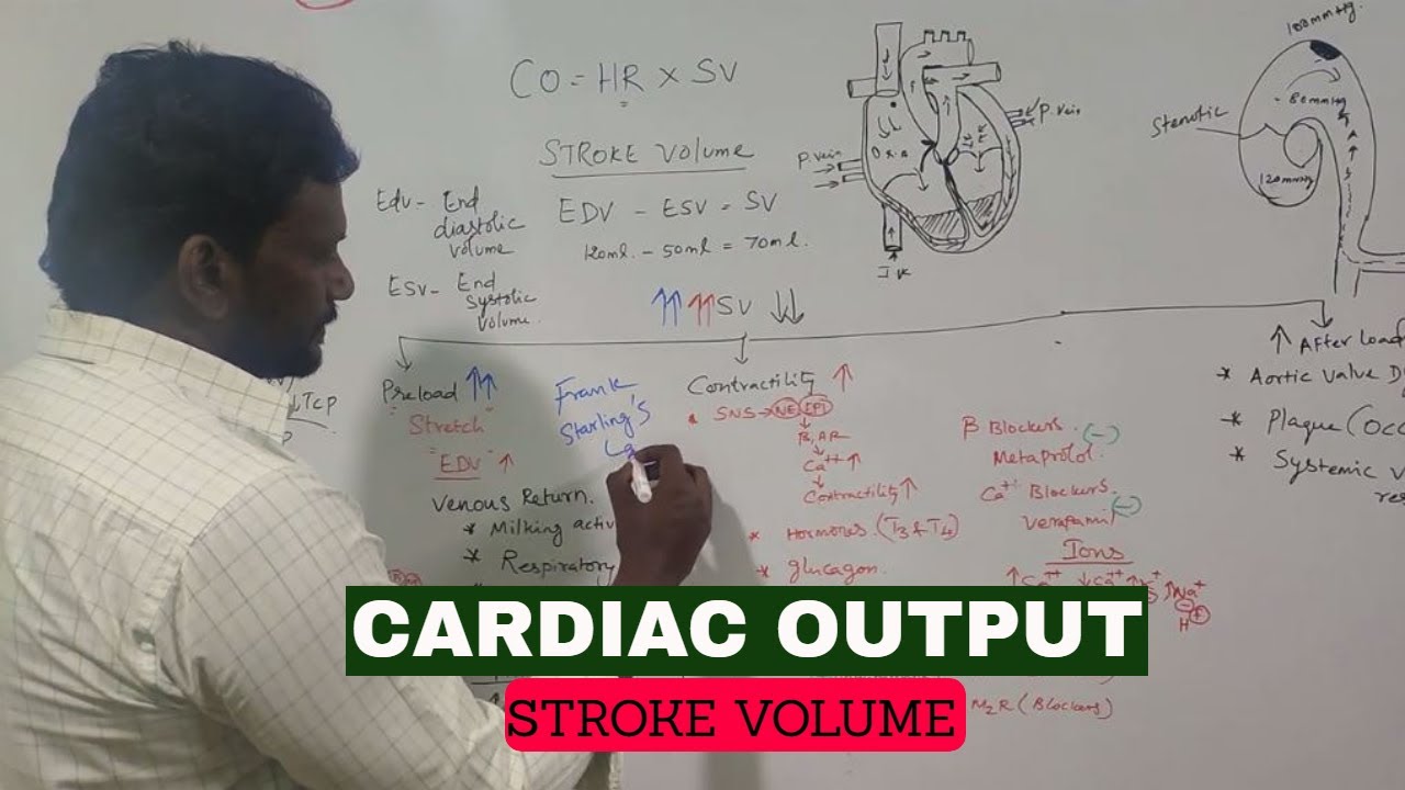Cardiovascular-Cardiac output l Stroke Volume-Part2 l Frank Starling ...