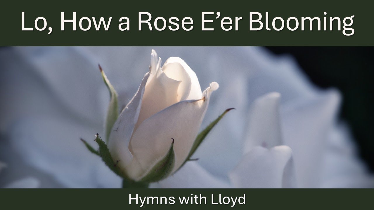 Lo How a Rose: A Christmas Carol Story & Reflection - YouTube