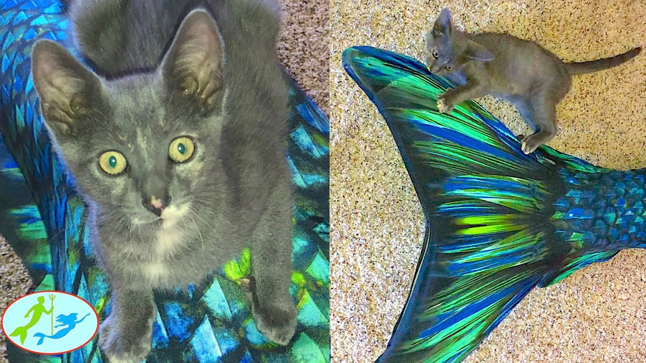 A Cute Kitten Plays With a Real Mermaid | Theekholms - YouTube