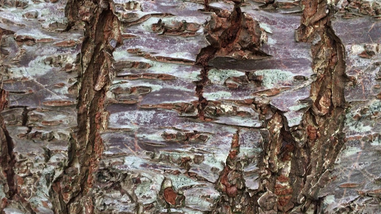 Flowering Cherry Tree (Prunus) - bark close up - April 2018 - YouTube