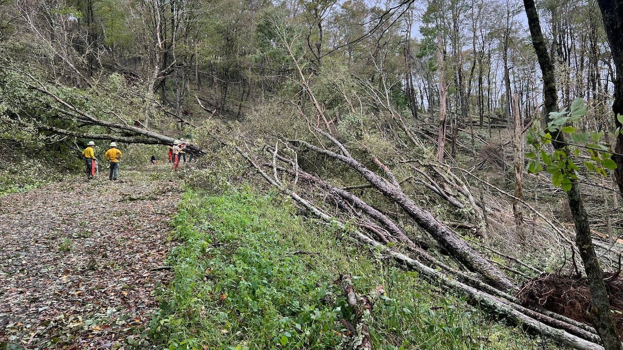 Grown Here at Home: Decades-old program will help VDOF track progress ...