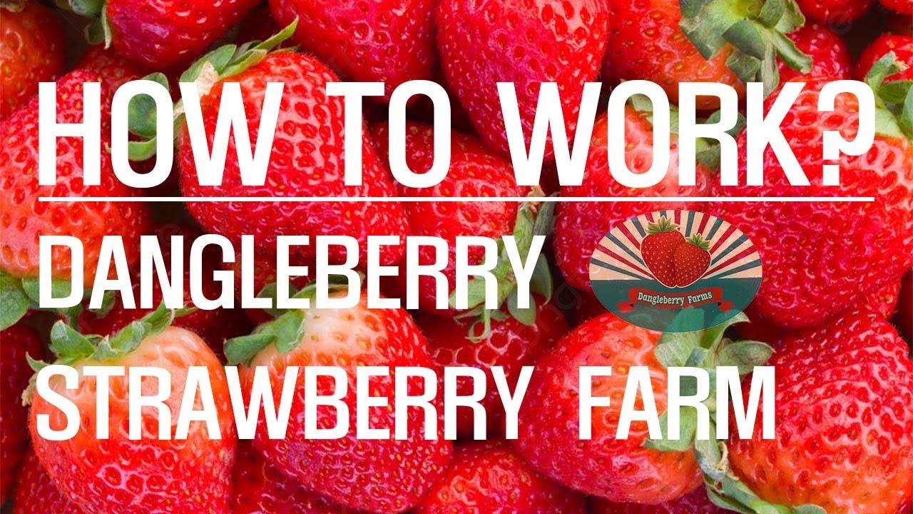 HOW TO WORK? DANGLEBERRY STRAWBERRY FARM. - YouTube