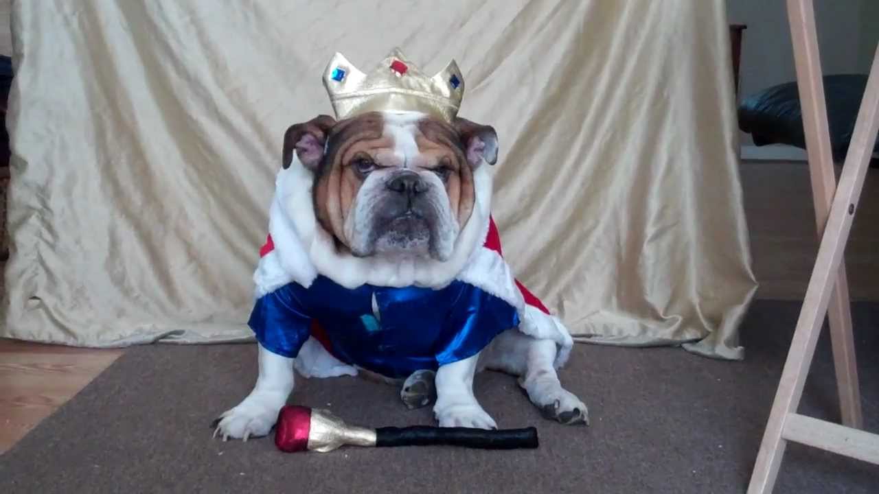 English Bulldog Jake dressed as a King and he is NOT happy! - YouTube
