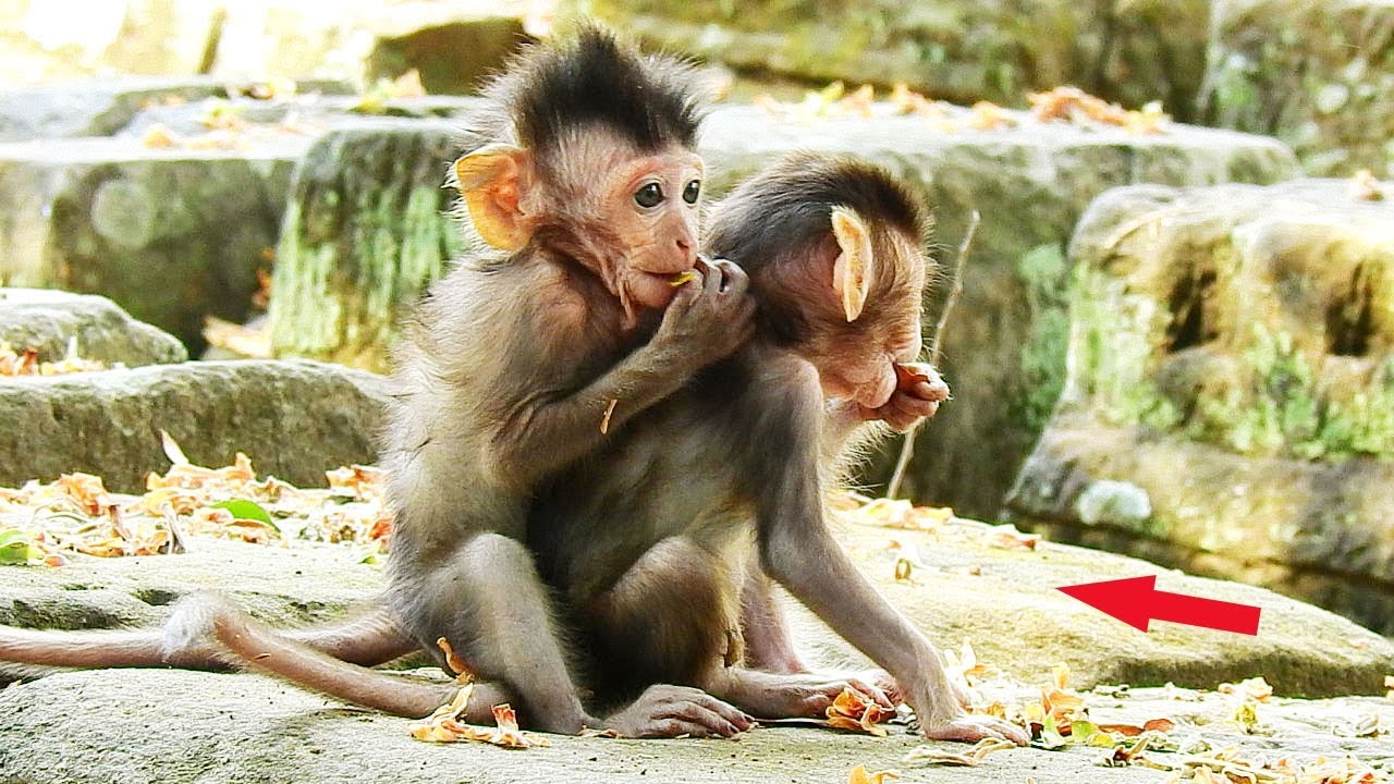 Monkey Daimond with baby Dustin, Baby Jayden hugs baby Dustin - YouTube