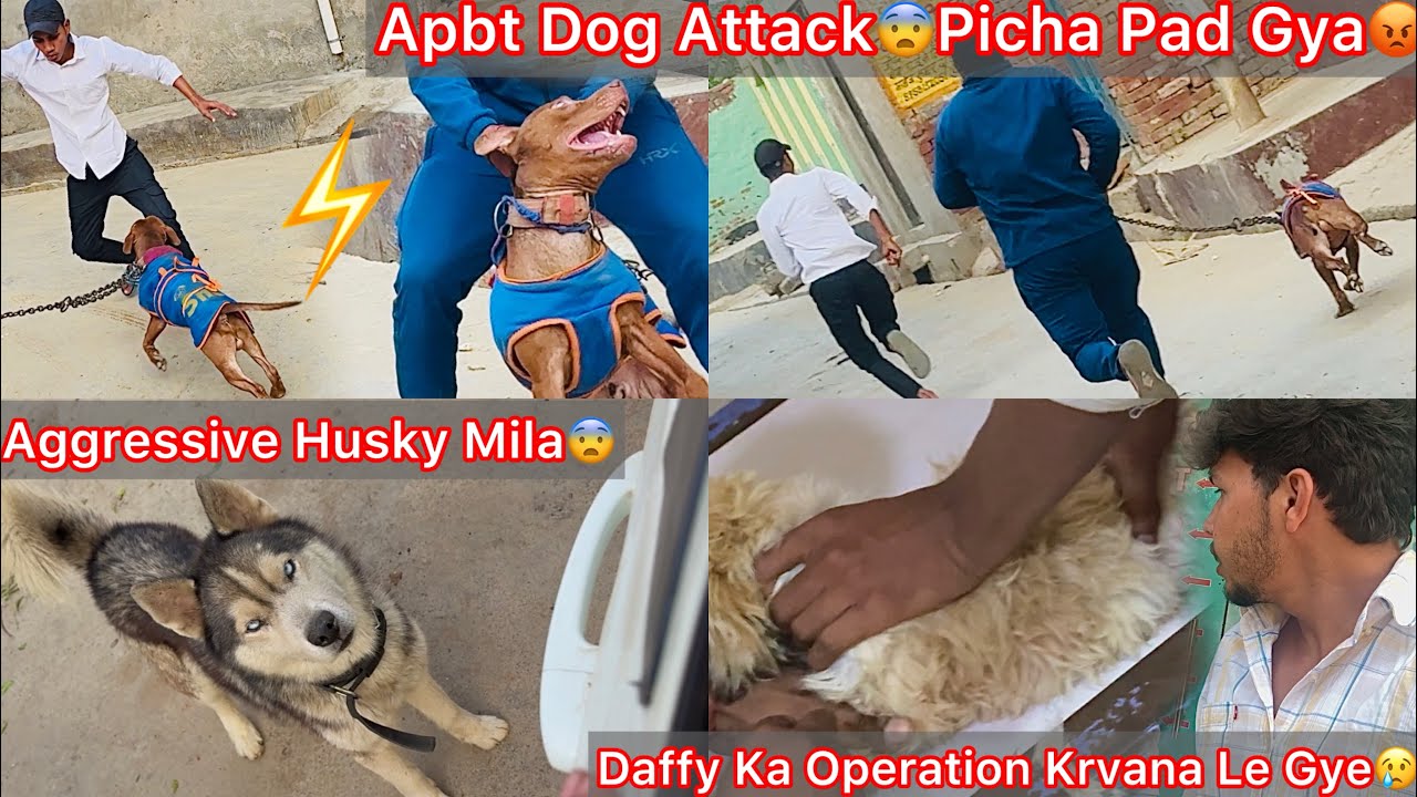 Apbt Dog Picha Pad Gya😡Owner N Janbhuj Kar Attack Krvya😰|| 2.5 Lakh K ...