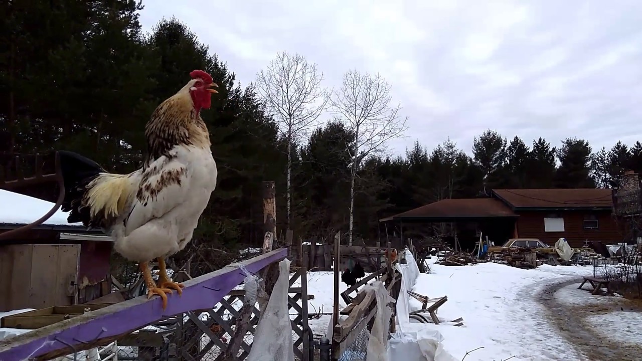 Morning rooster roll call 2017 - YouTube