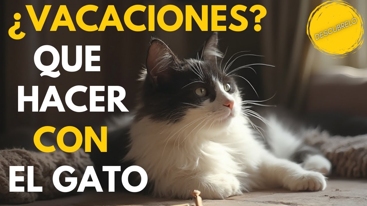 Tu GATO y las VACACIONES: Soluciones Prácticas - YouTube