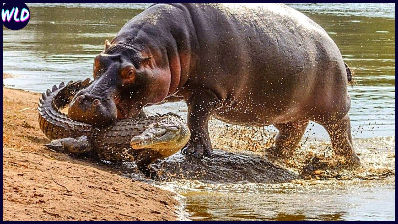 12 Times Hippos Took REVENGE On Their Enemies - YouTube