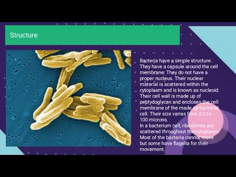 What the meaning of Monera? Monera! Monera! - YouTube