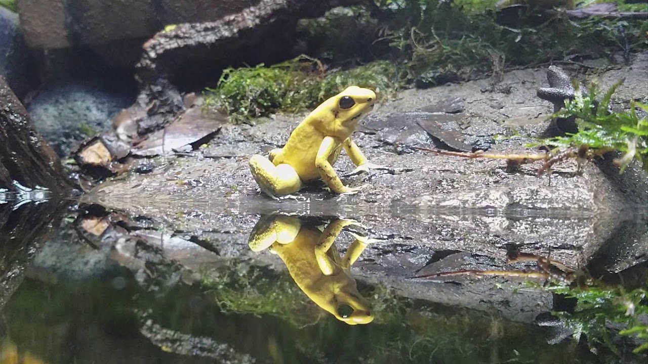 BEAUTIFUL Golden Poison Frogs in a HUGE Indoor Vivarium! - YouTube