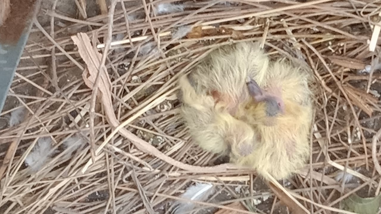 Baby birds are here./Street view - YouTube