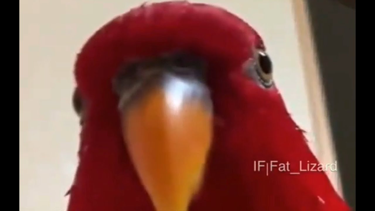 A red bird intensely stares you down for 1 hour - YouTube