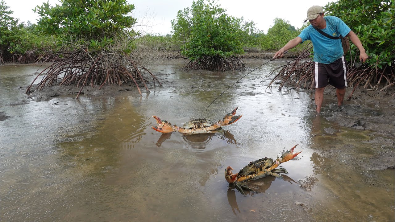 Amazing Catching Many Huge Mud Crabs During Rain by Fisherman Skills ...