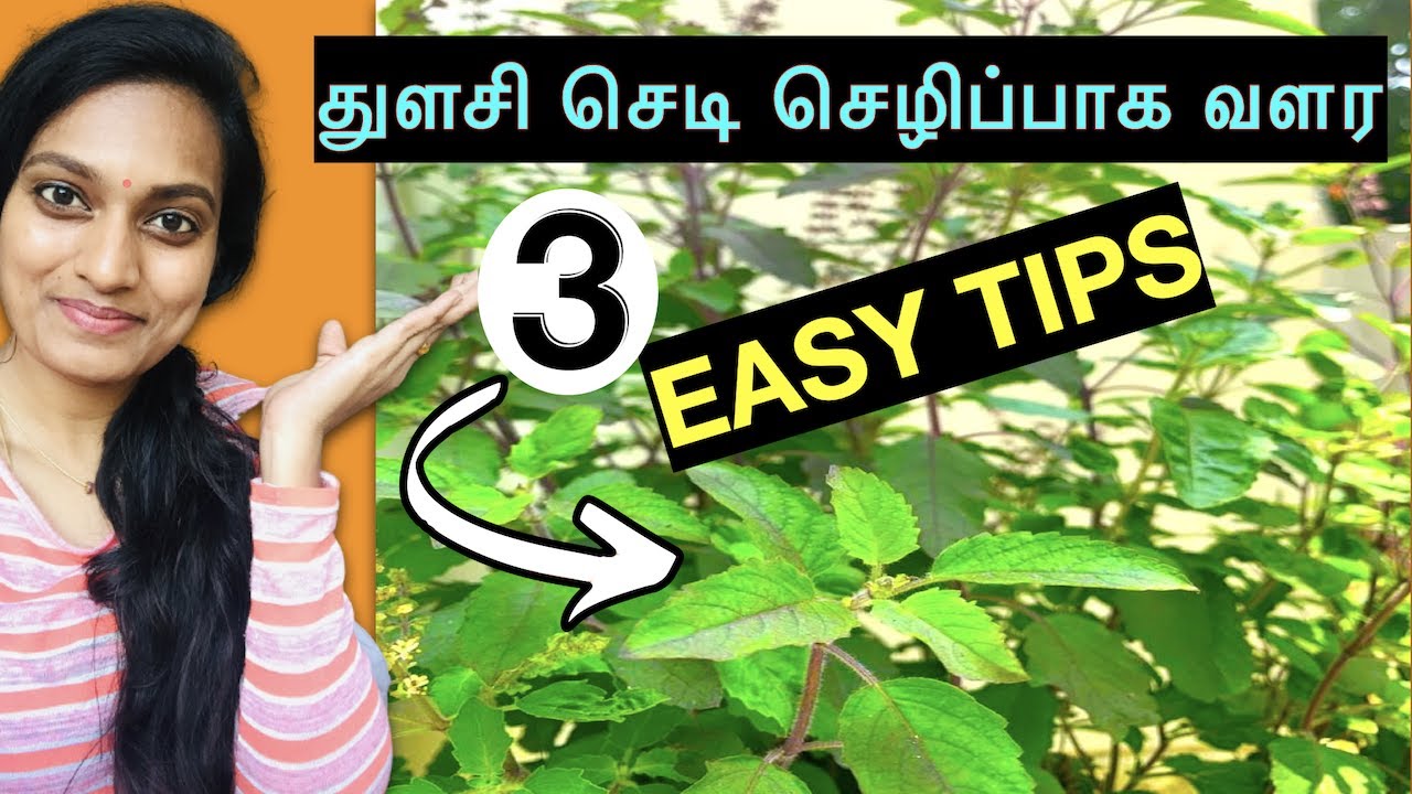 Thulasi valarpu- சிறந்த டிப்ஸ்|How to grow basil - BestTips- Veetu ...