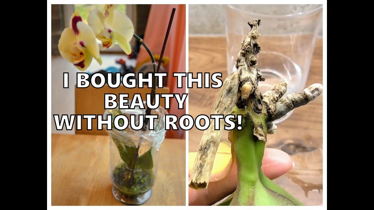 Rehabilitating an orchid with no roots - YouTube