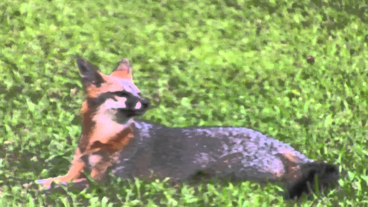Grey Foxes in Florida: 5 Amazing Facts You Won't Believe ...