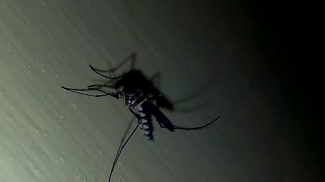 dancing machaar (mosquito) - YouTube