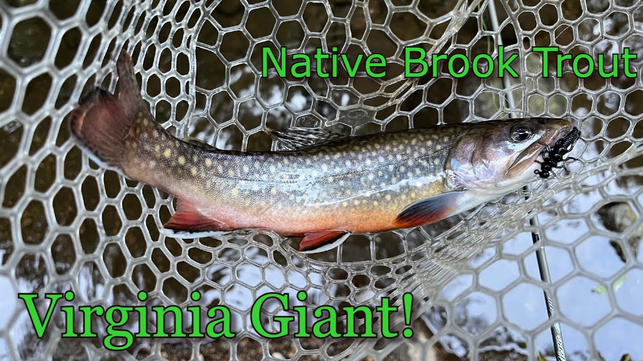 TINY Creek Holds GIANT Native Trout!!! - YouTube